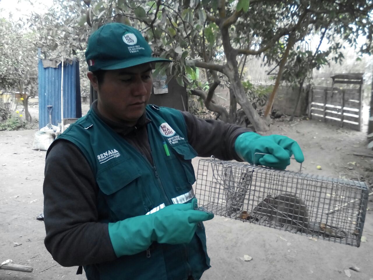 La Libertad Senasa Refuerza Monitoreo De Plaga De Roedores Senasa Al Día