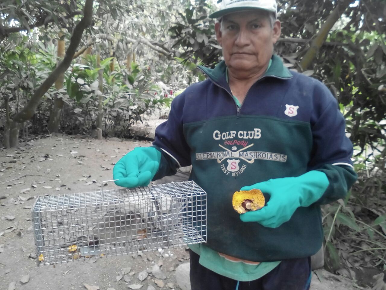 Senasa Vigilancia De Plaga De Roedores Senasa Al Día