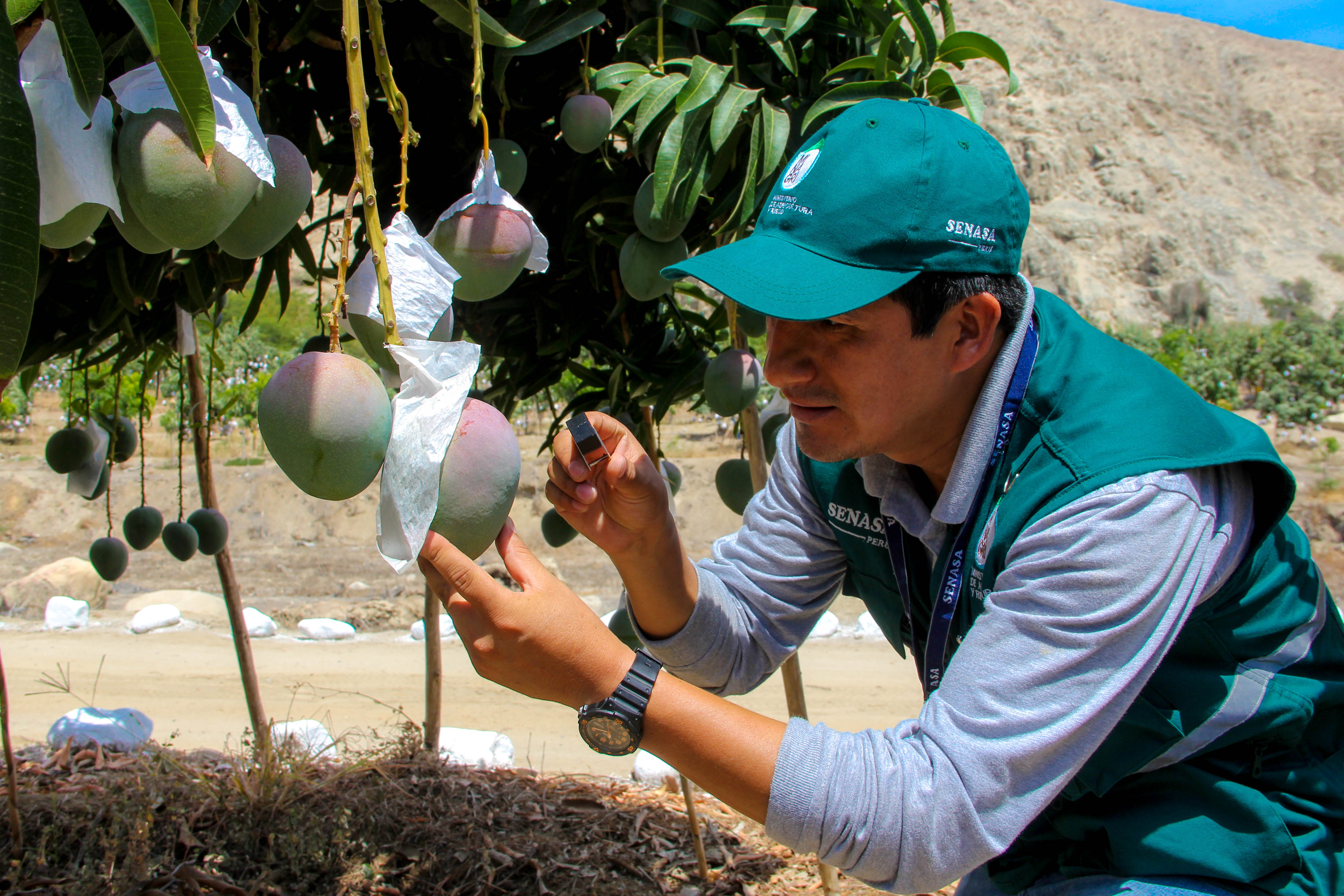 Senasa: Certificación de lugares de producción de Mango Kent en Áncash ...