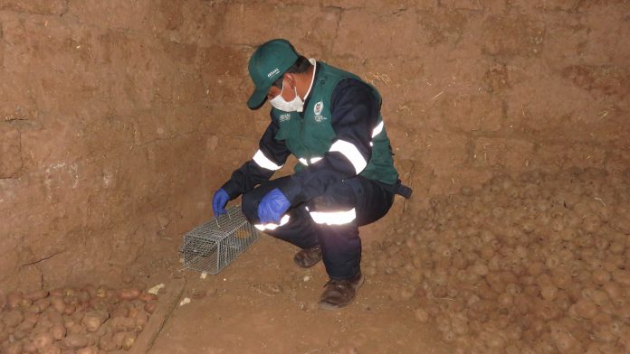 Senasa Refuerza Acciones De Control De Plaga De Roedores