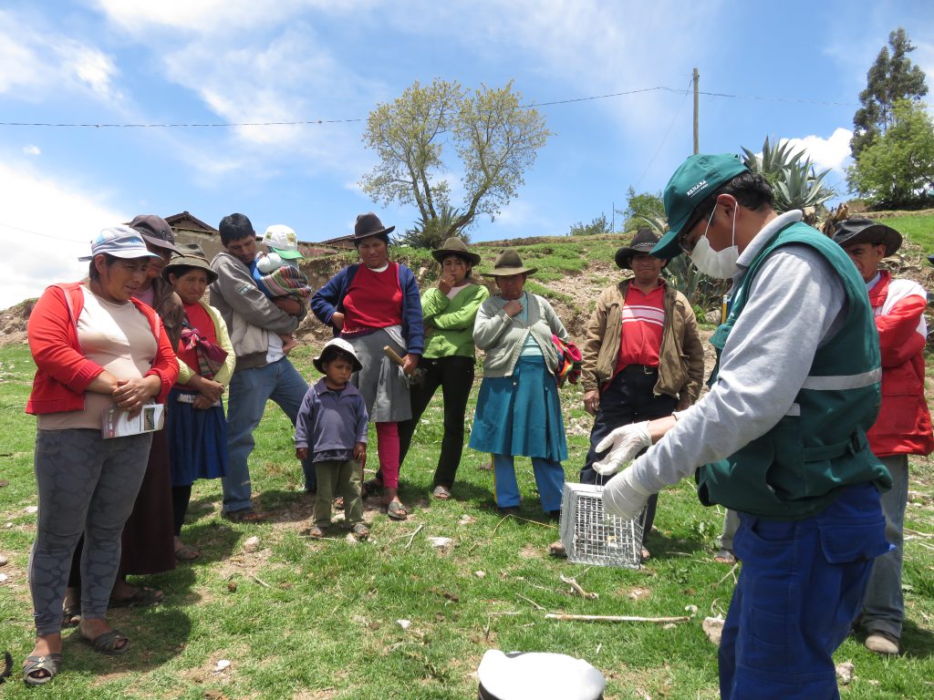 Senasa Refuerza Acciones De Control De Plaga De Roedores