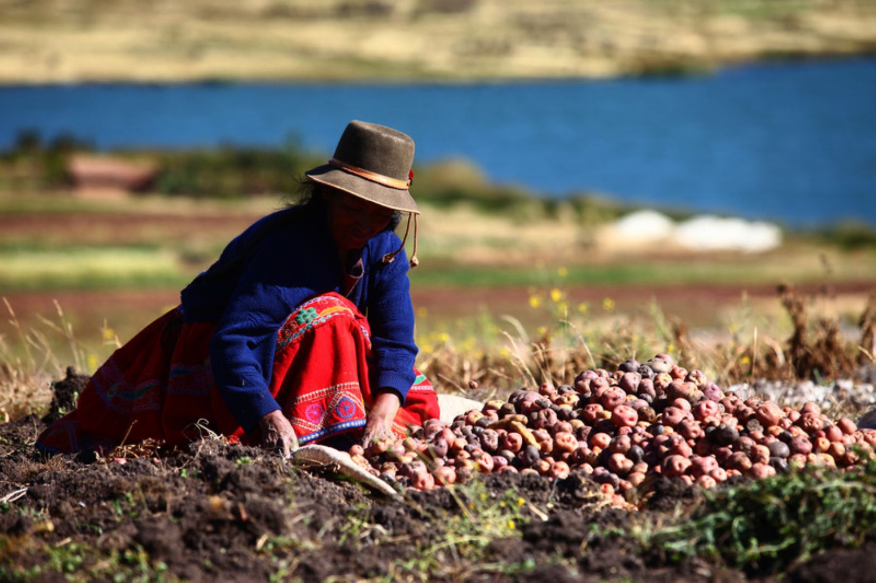INEI: Crece en 6% la producción nacional de papa