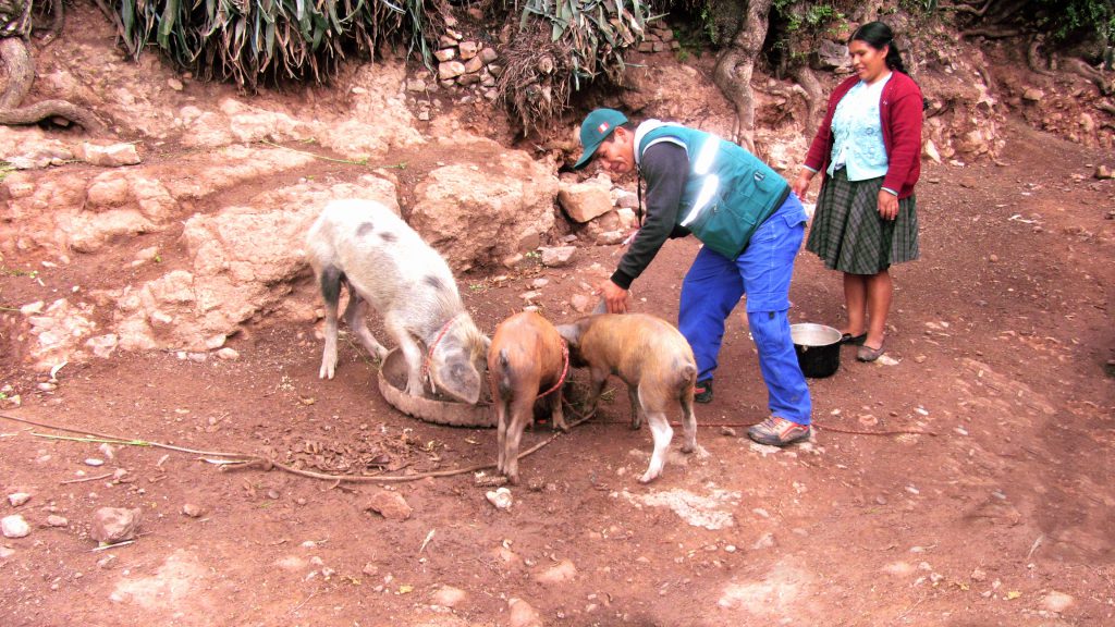 Ayacucho: Senasa vacuna más de 14 mil cerdos contra el cólera porcino ...