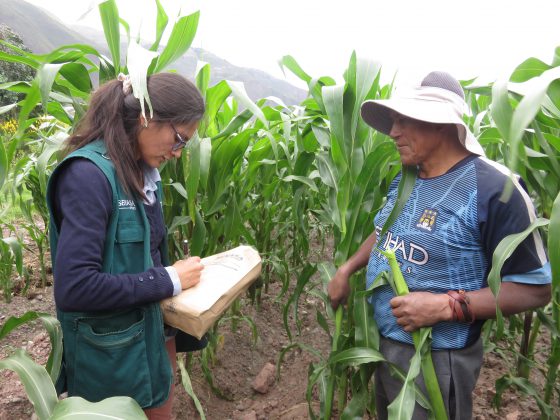 Cusco Senasa Evalúa Cultivos De Maíz Para Definir Acciones De Control