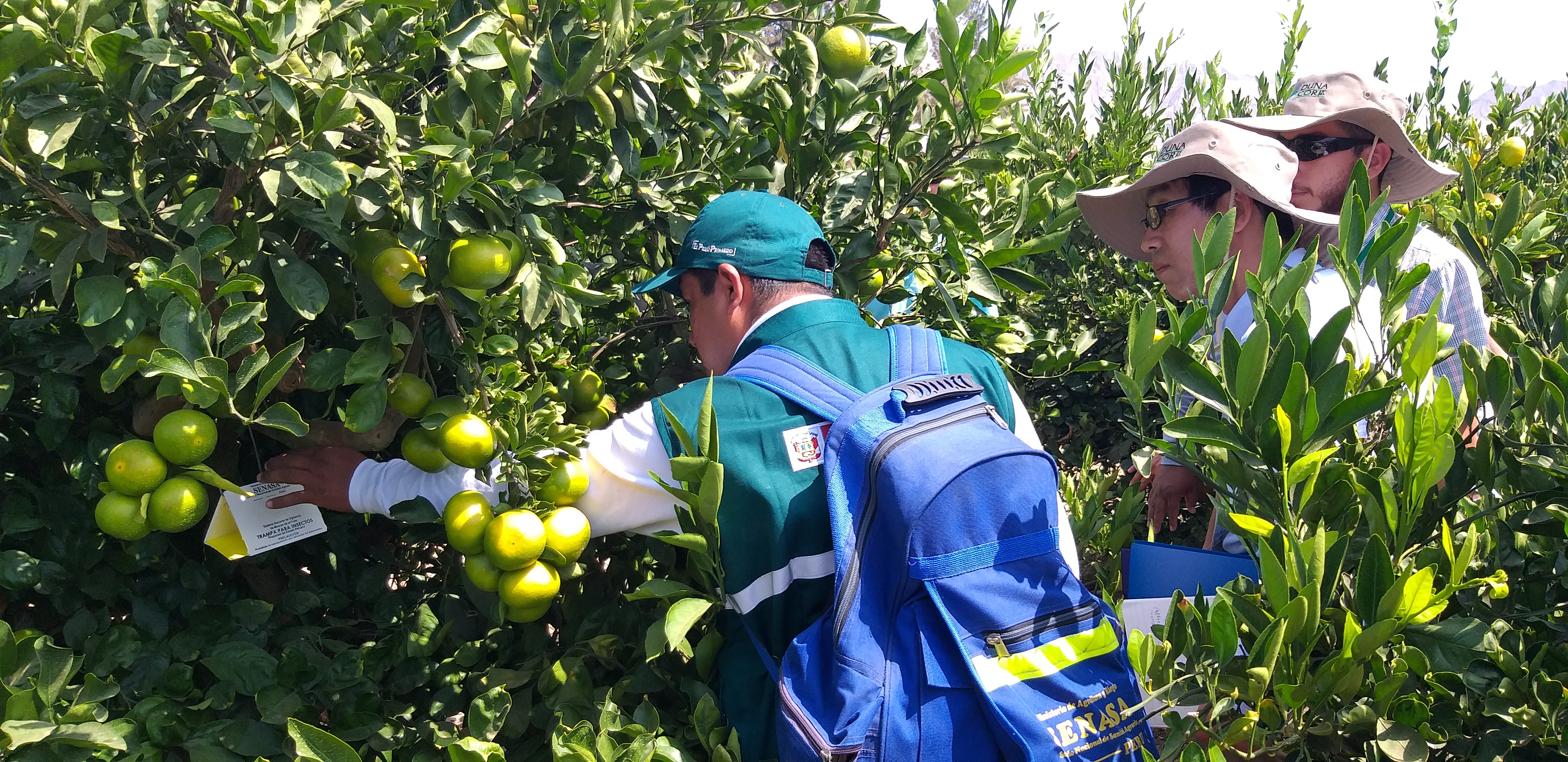 Senasa Senasa Al Día