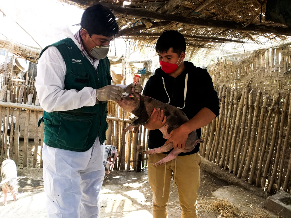 Ancash: MINAGRI resguarda crianza de cerdos mediante campañas de ...