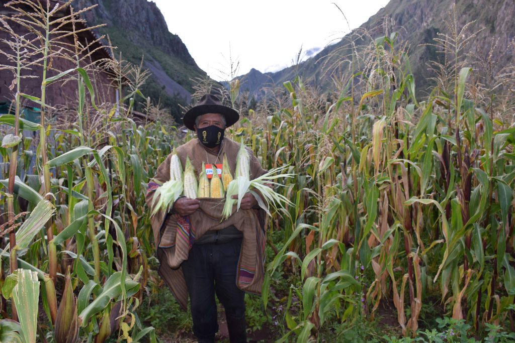 Productores del valle Sagrado inician agroexportaciones de maíz gigante ...