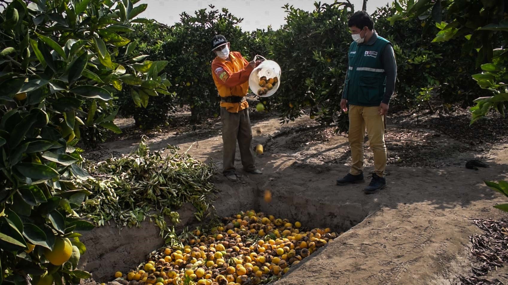 Senasa Prepara A Productores Para El Inicio De Etapa De Supresión Y