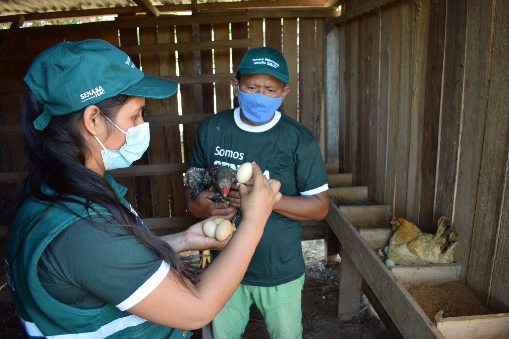 Senasa Buenas Prácticas Pecuarias Mejorarán Producción Avícola En