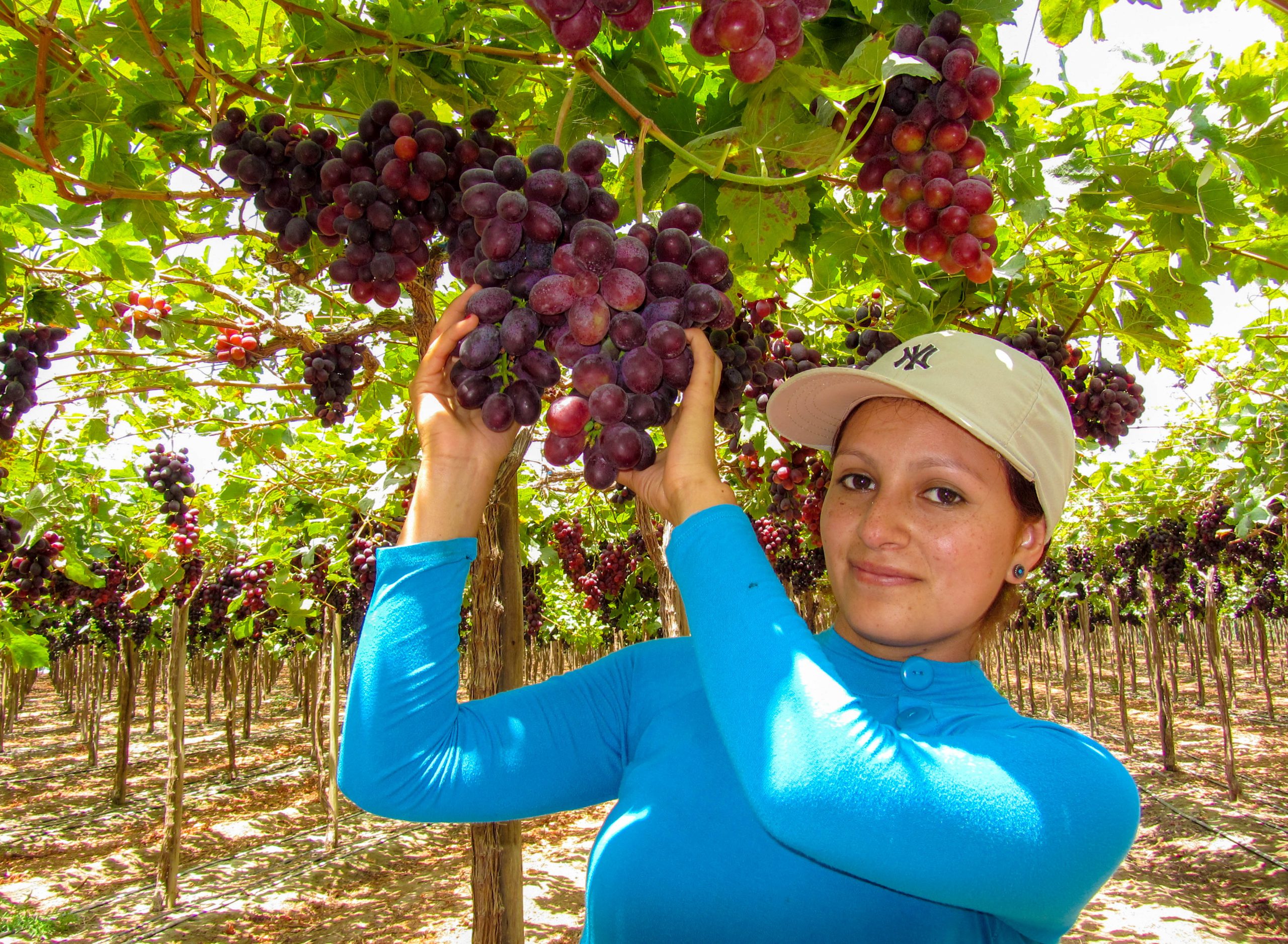 Se abre el mercado de Japón para las uvas peruanas - SENASA al día